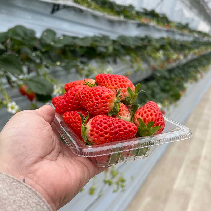 Keeno,いちご園 -キーノいちごえん-｜和歌山県紀の川市のいちご摘み体験