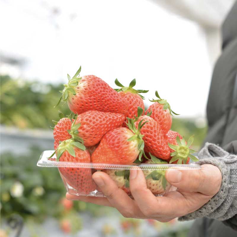 Keeno,いちご園 -キーノいちごえん-｜和歌山県紀の川市のいちご摘み体験