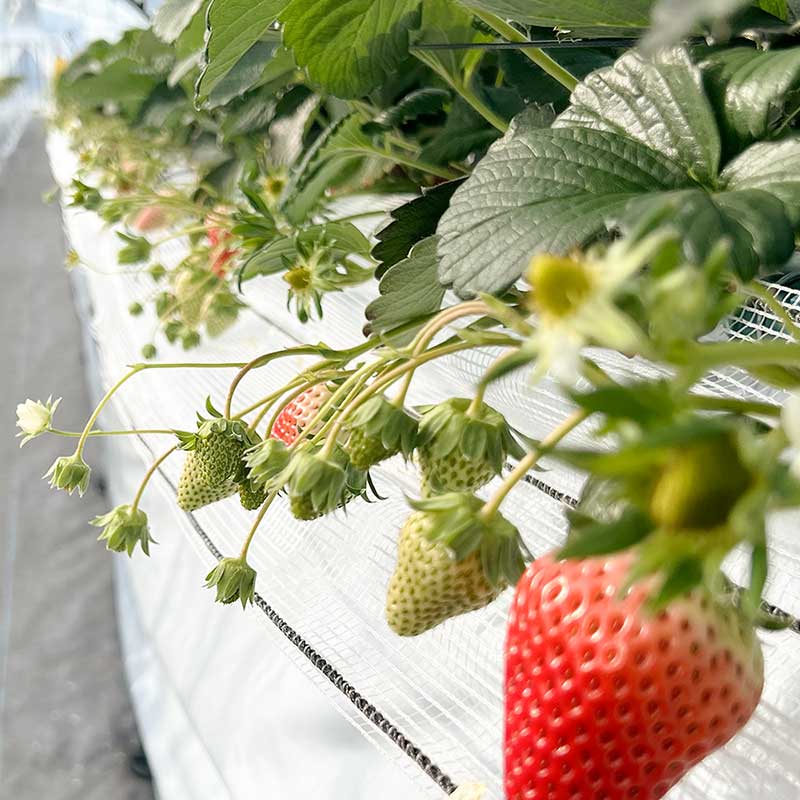 Keeno,いちご園 -キーノいちごえん-｜和歌山県紀の川市のいちご摘み体験